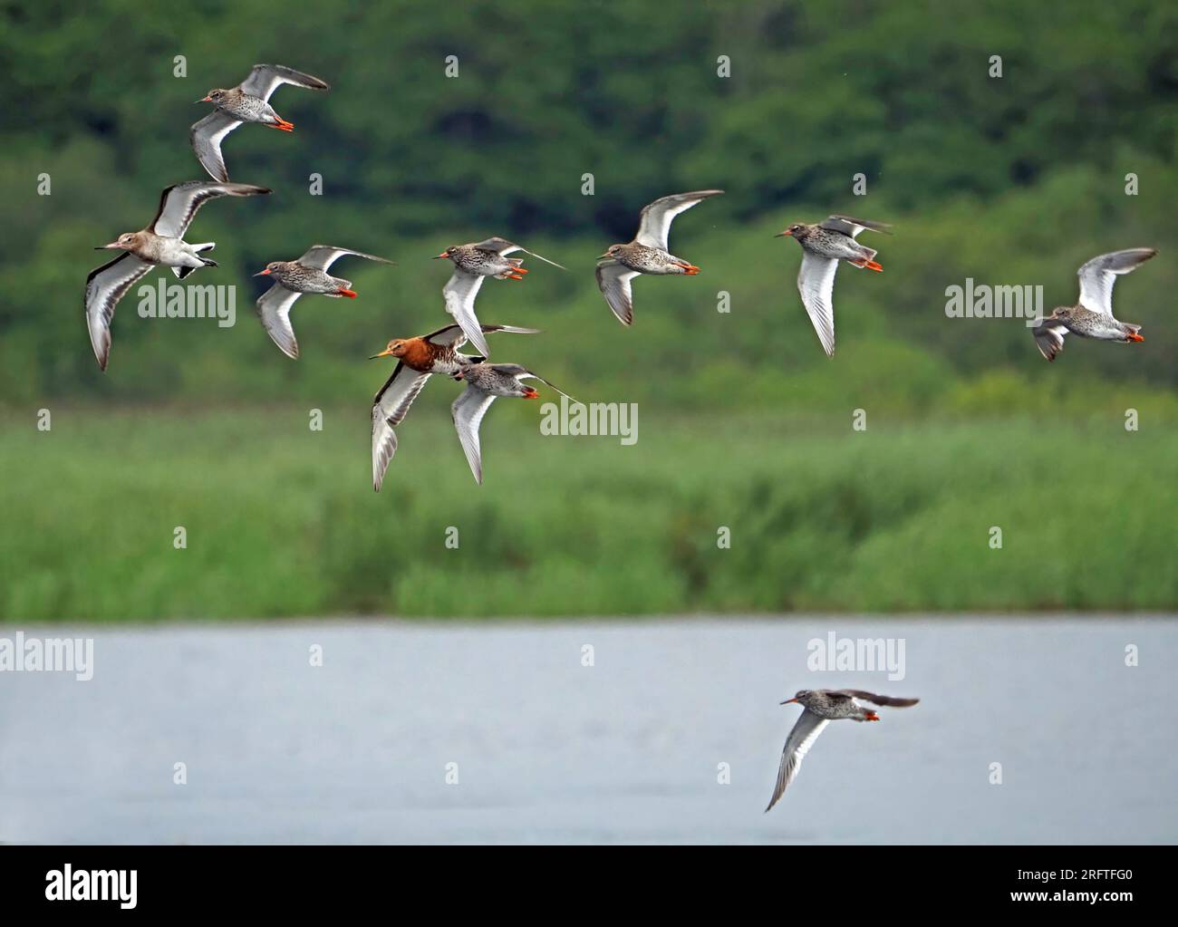 flock of wading birds in flight including Redshanks (Tringa totanus ...
