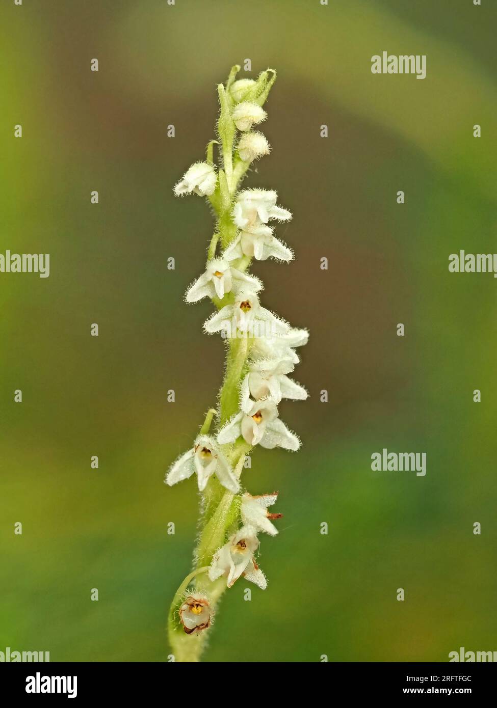 tiny white flowers on flowerspike of Creeping Ladies Tresses (Goodyera ...