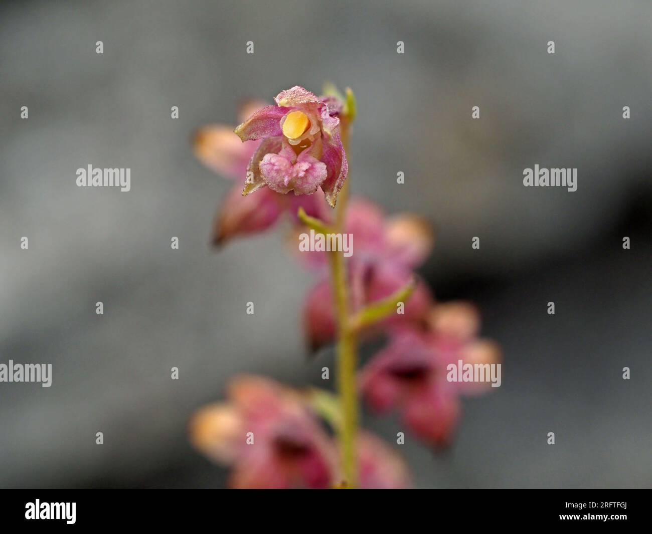 flowers on flowerspike of Dark Red Helleborine or royal helleborine ...