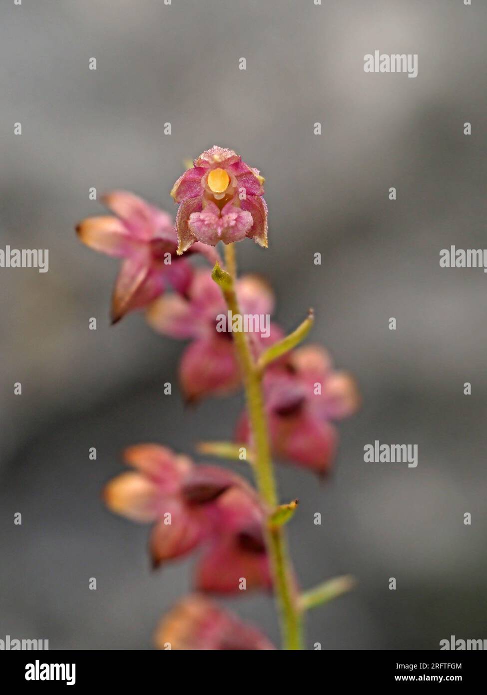 flowers on flowerspike of Dark Red Helleborine or royal helleborine ...