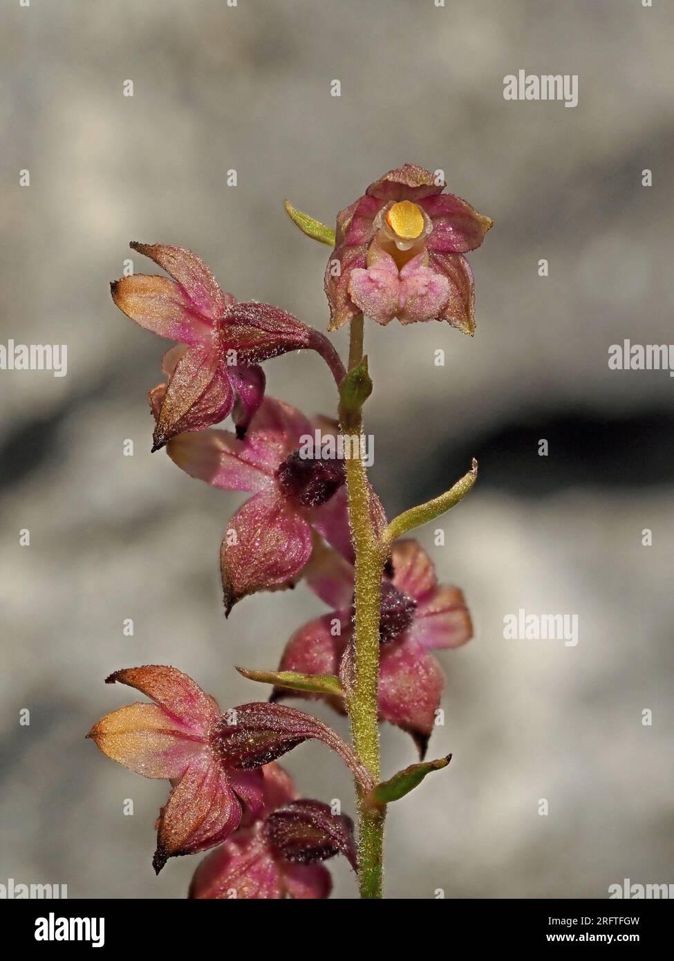 flowers on flowerspike of Dark Red Helleborine or royal helleborine ...