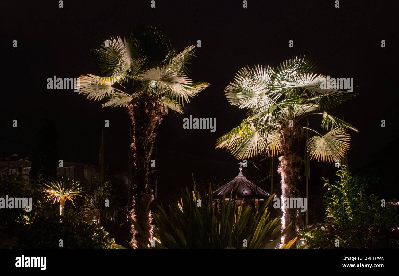 Midnight palm hi-res stock photography and images - Alamy