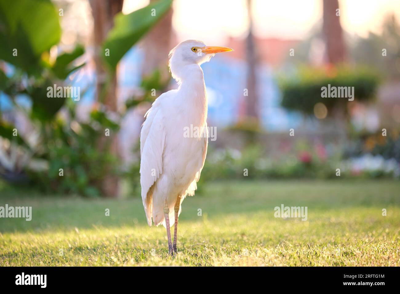 White cattle egret wild bird, also known as Bubulcus ibis walking on ...