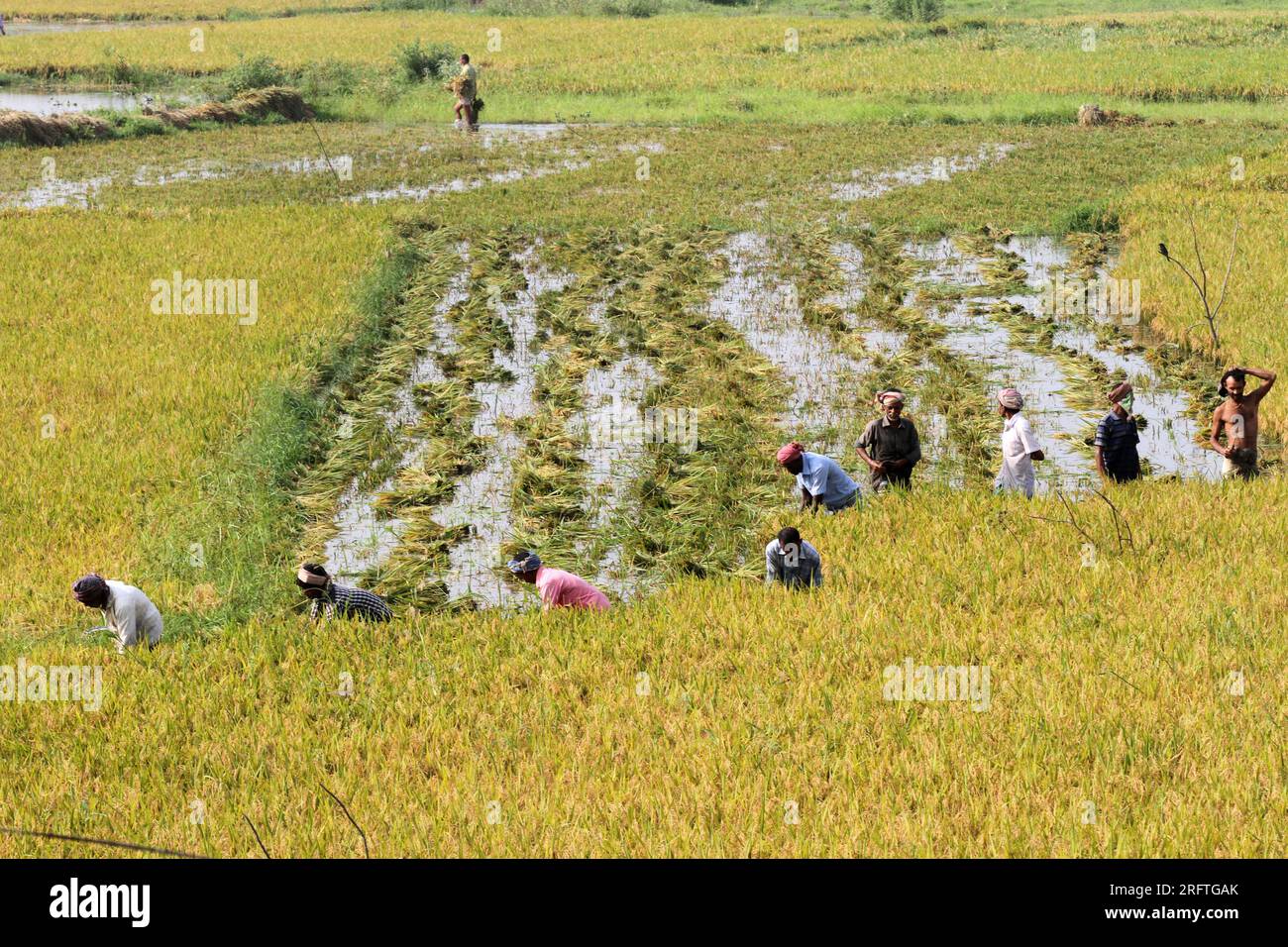 Bangladesh famous for producing different varieties of aromatic rice ...