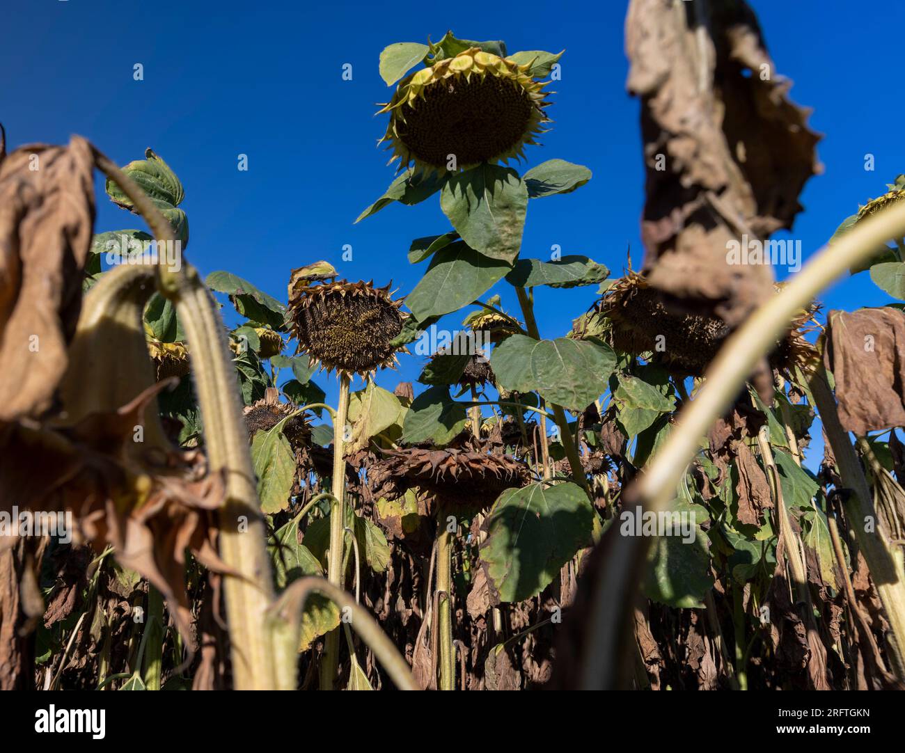 Sunflower field faded hi-res stock photography and images - Alamy