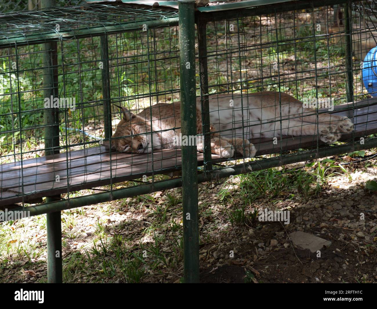 Feline conservation center hi-res stock photography and images - Alamy