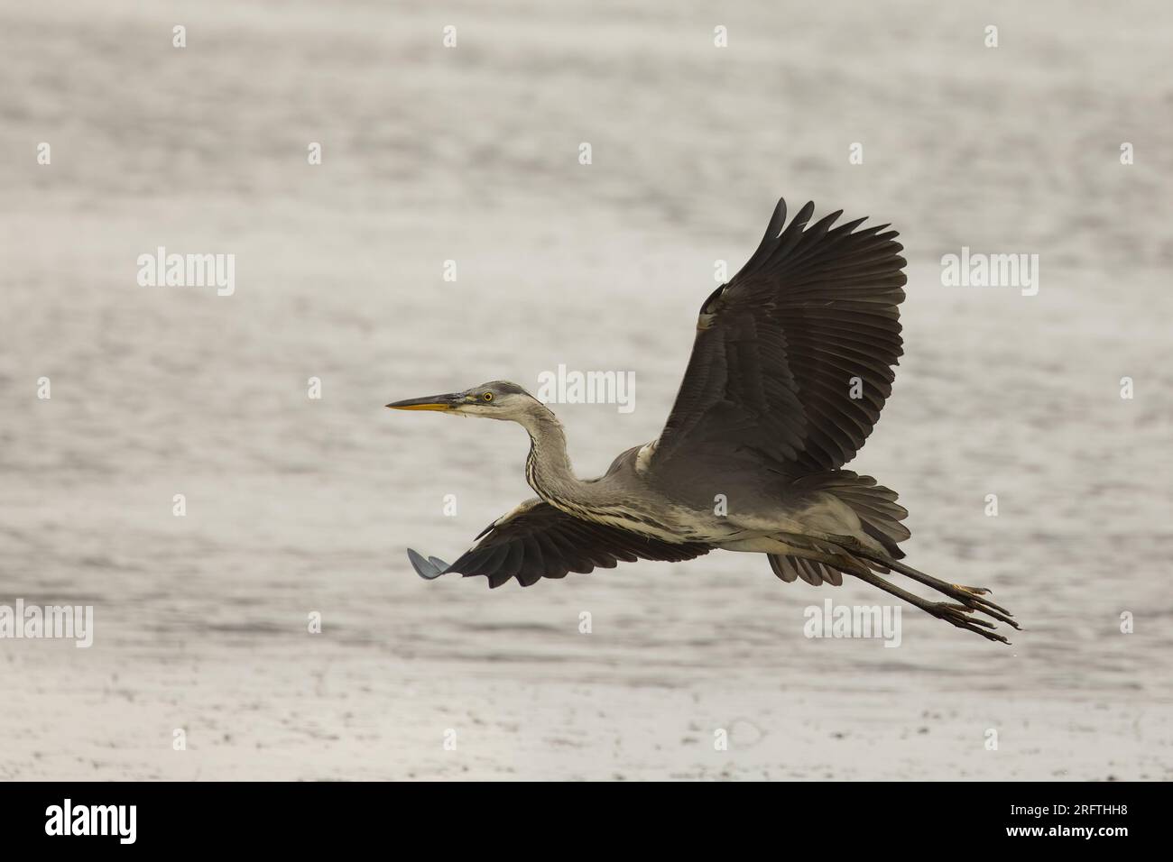 Grey heron in flight Stock Photo - Alamy