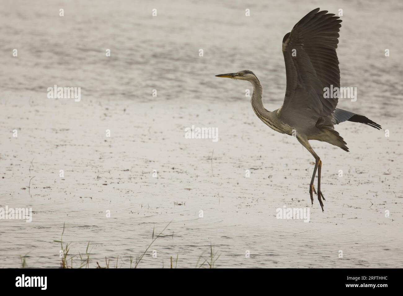 Heron bird in motion hi-res stock photography and images - Alamy
