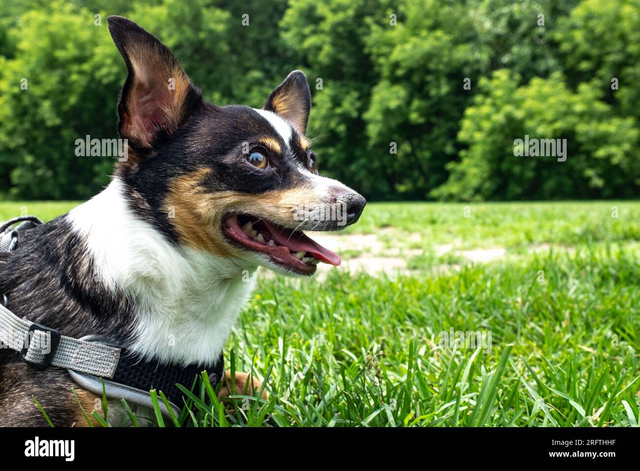 Canada toronto pet hi-res stock photography and images - Alamy