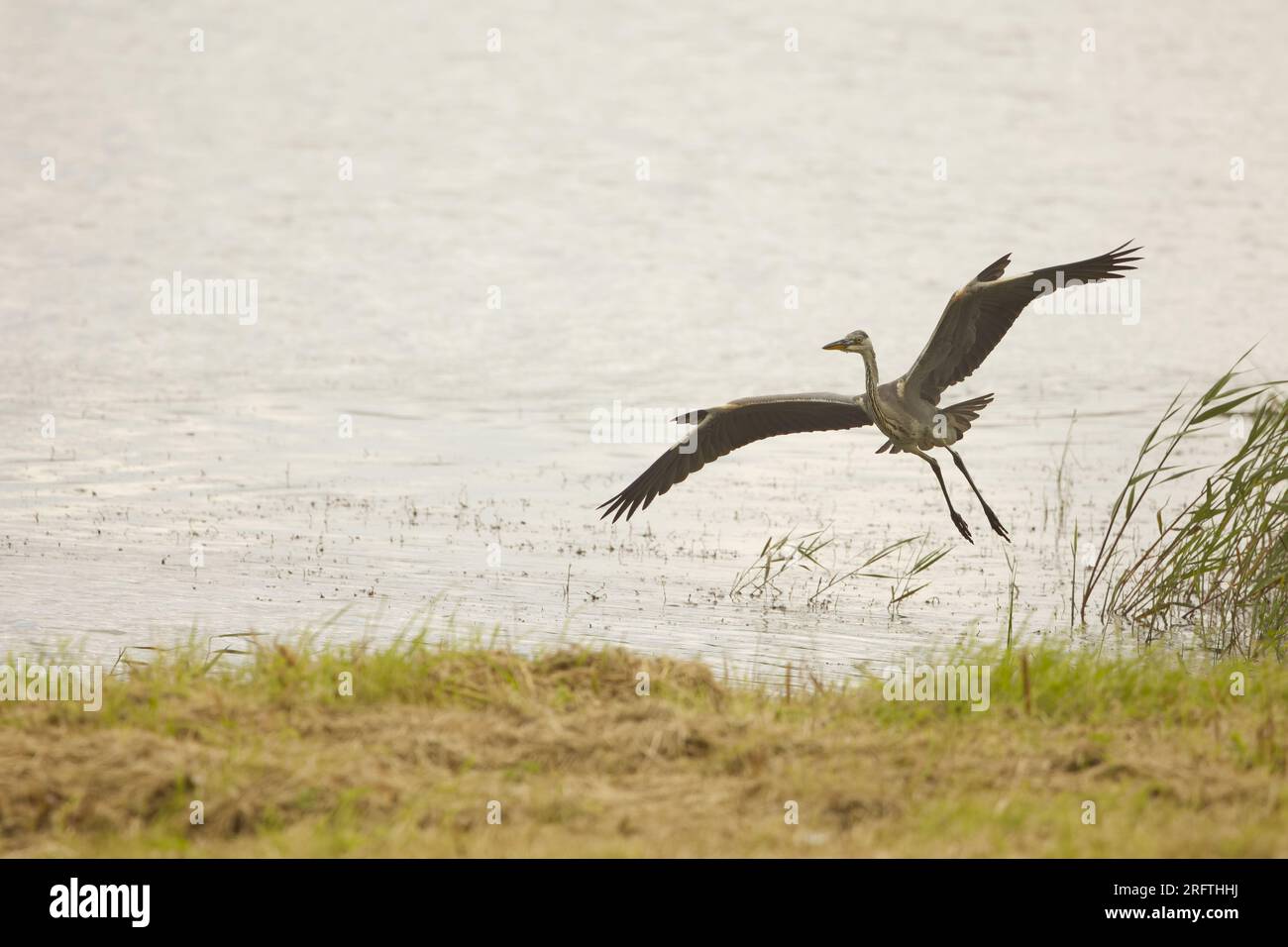 Heron bird graceful hi-res stock photography and images - Alamy