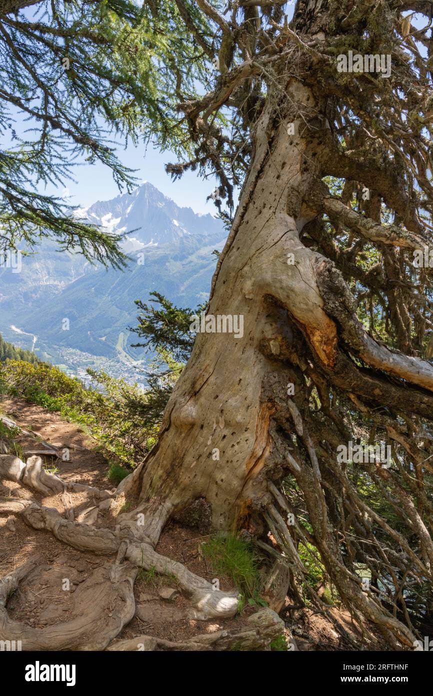 The of Aiguilles Verte and old larch tree - Trekking Mont Blanc ...