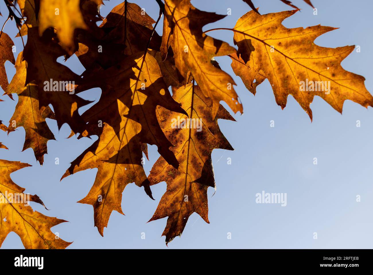 Orange oak foliage close-up, oak trees with falling foliage in the ...