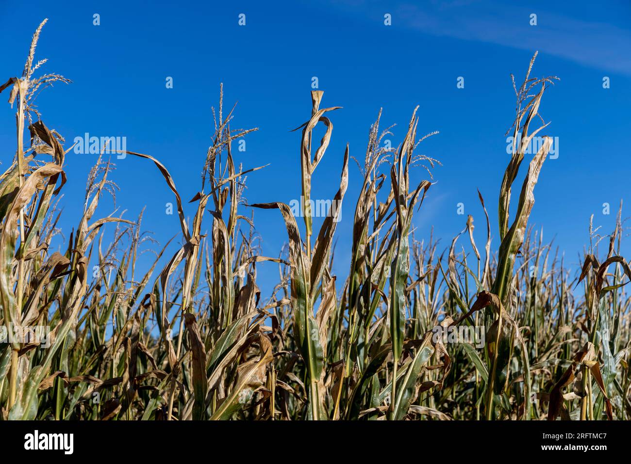 Ripe corn in the field in the summer, a field with dry yellow corn ...