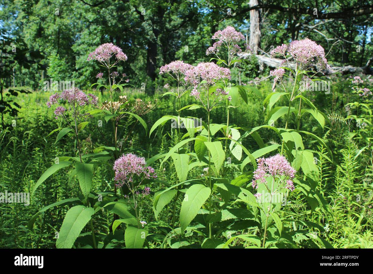 Illinois native plants hi-res stock photography and images - Alamy