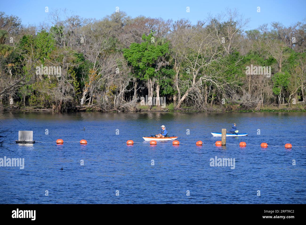 Canoeists watch as a newly-released manatee swims nearby during a mass ...