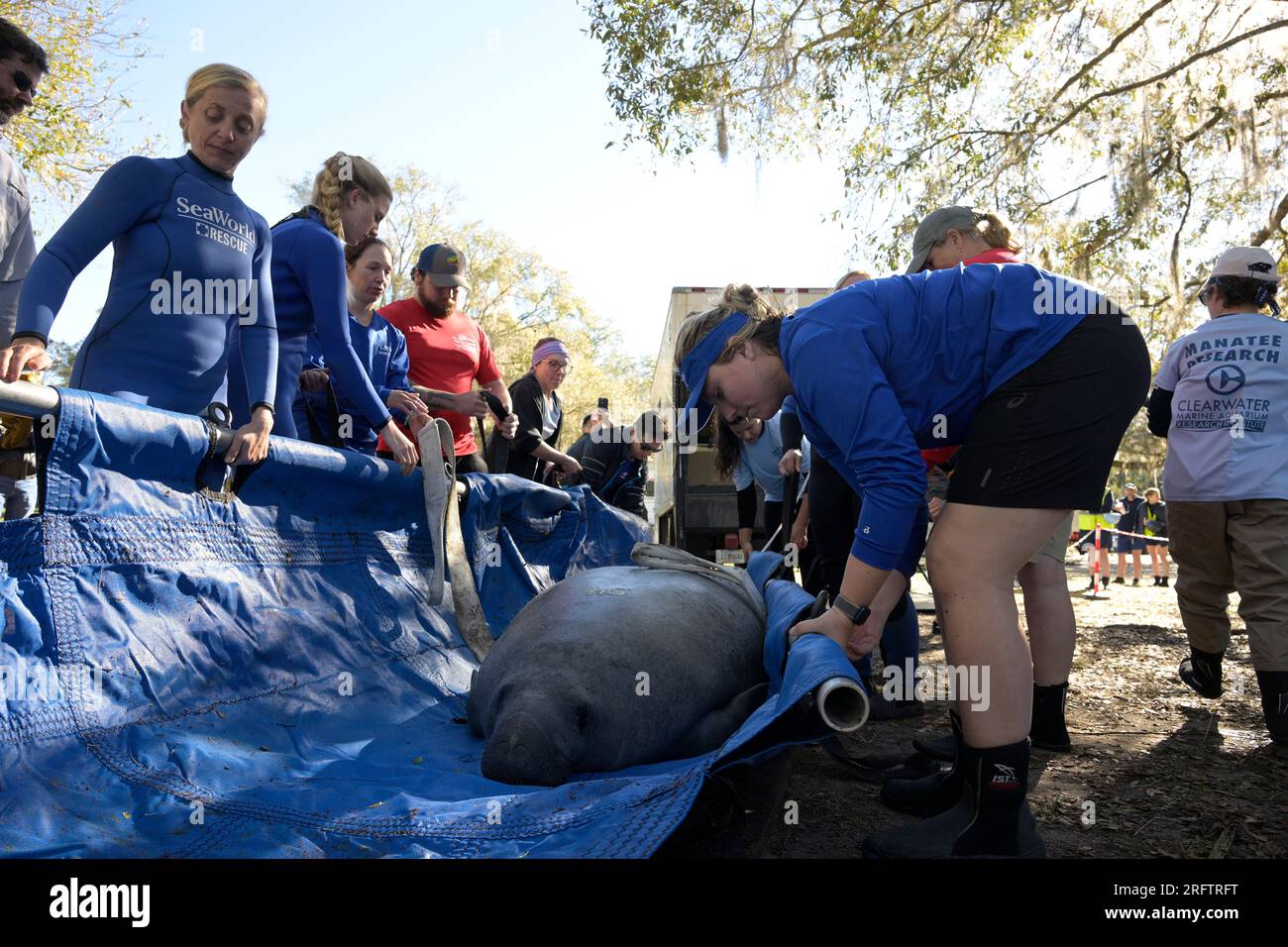 Rescue personnel prepare to carry a manatee to the water during a mass ...