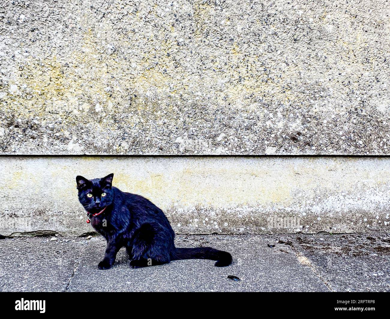 Black cat against wall in Ireland Stock Photo - Alamy