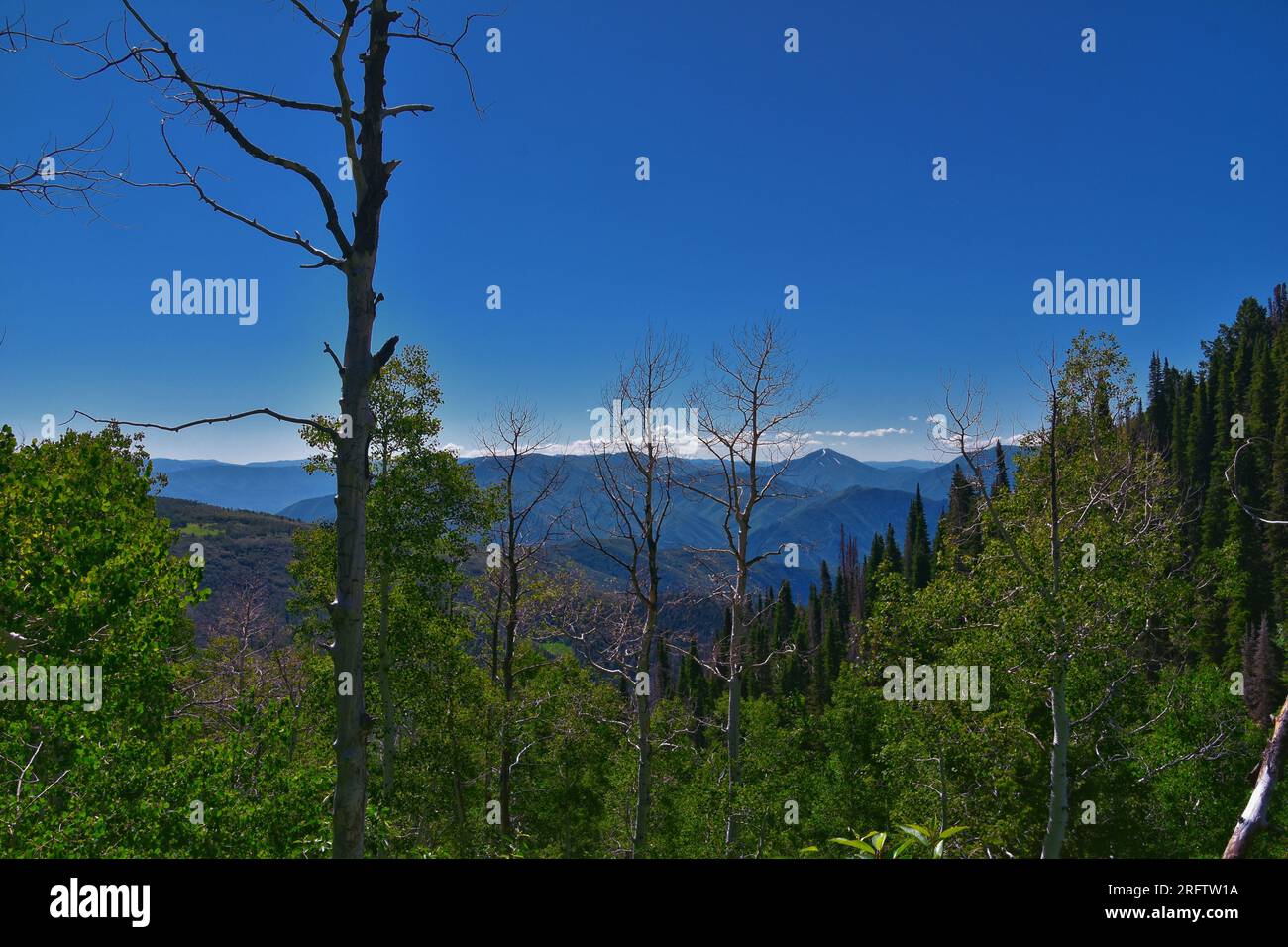 Wasatch Mountain landscape from Primrose Overlook Horse Spring hiking ...