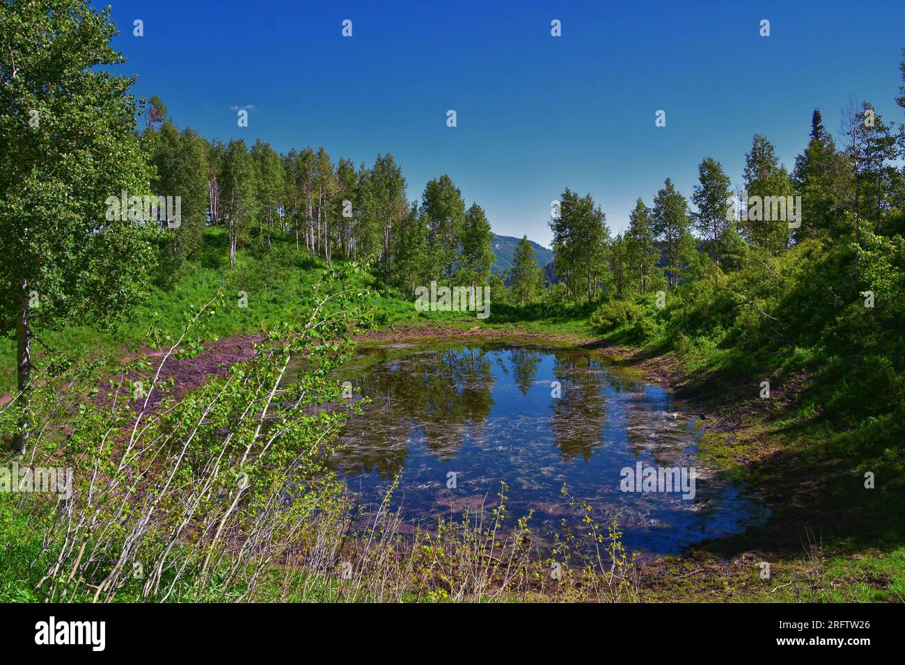Wasatch Mountain landscape from Primrose Overlook Horse Spring hiking ...