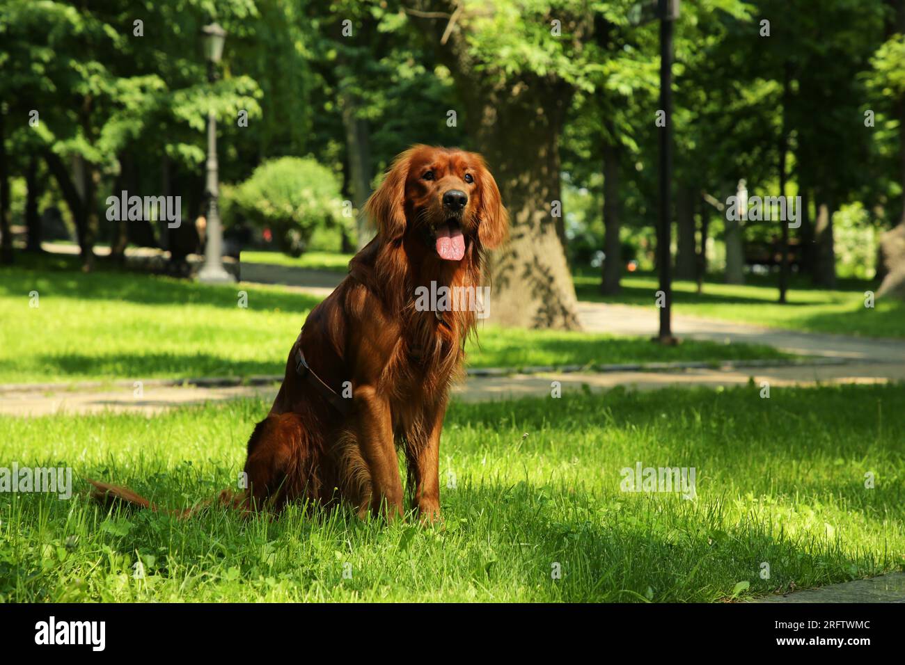 Cute Irish Setter on green grass outdoors, space for text. Dog walking ...