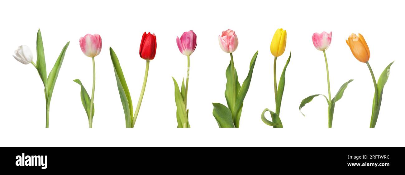 Set of beautiful tulips in different colors isolated on white Stock ...
