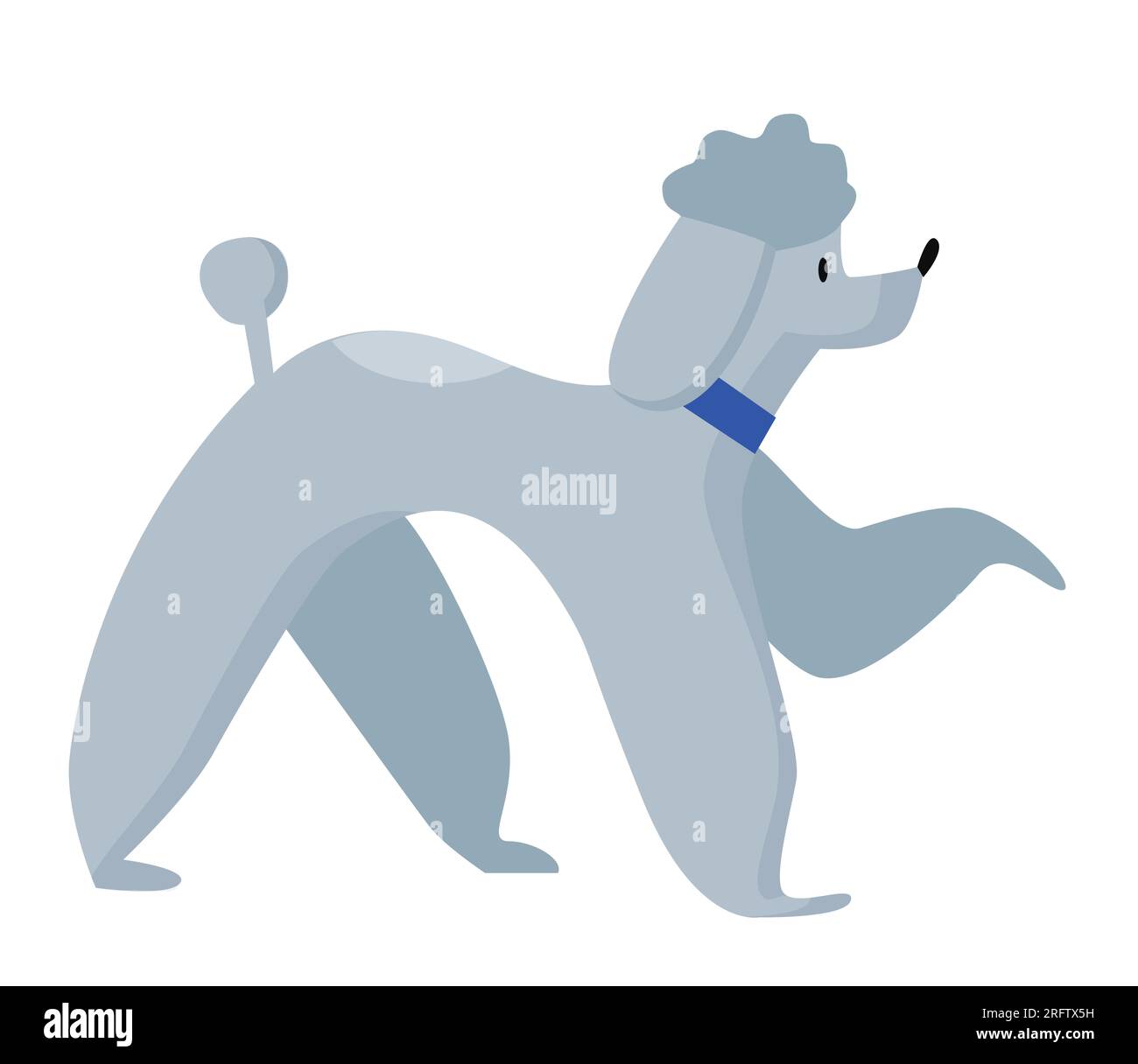 Walking poodle dog. Domestic doggy breed, fluffy family pet vector ...