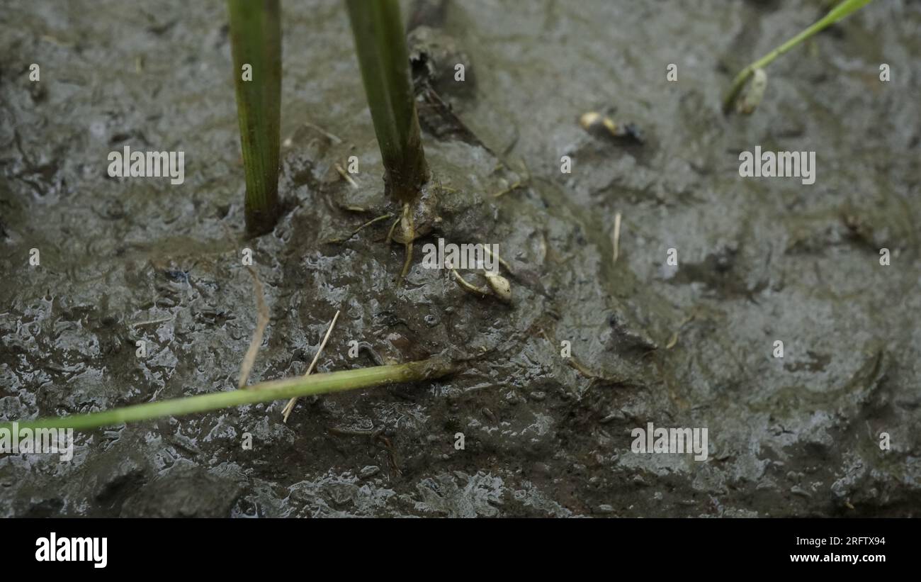 Rice Nematode Root Knot Stock Photo - Alamy