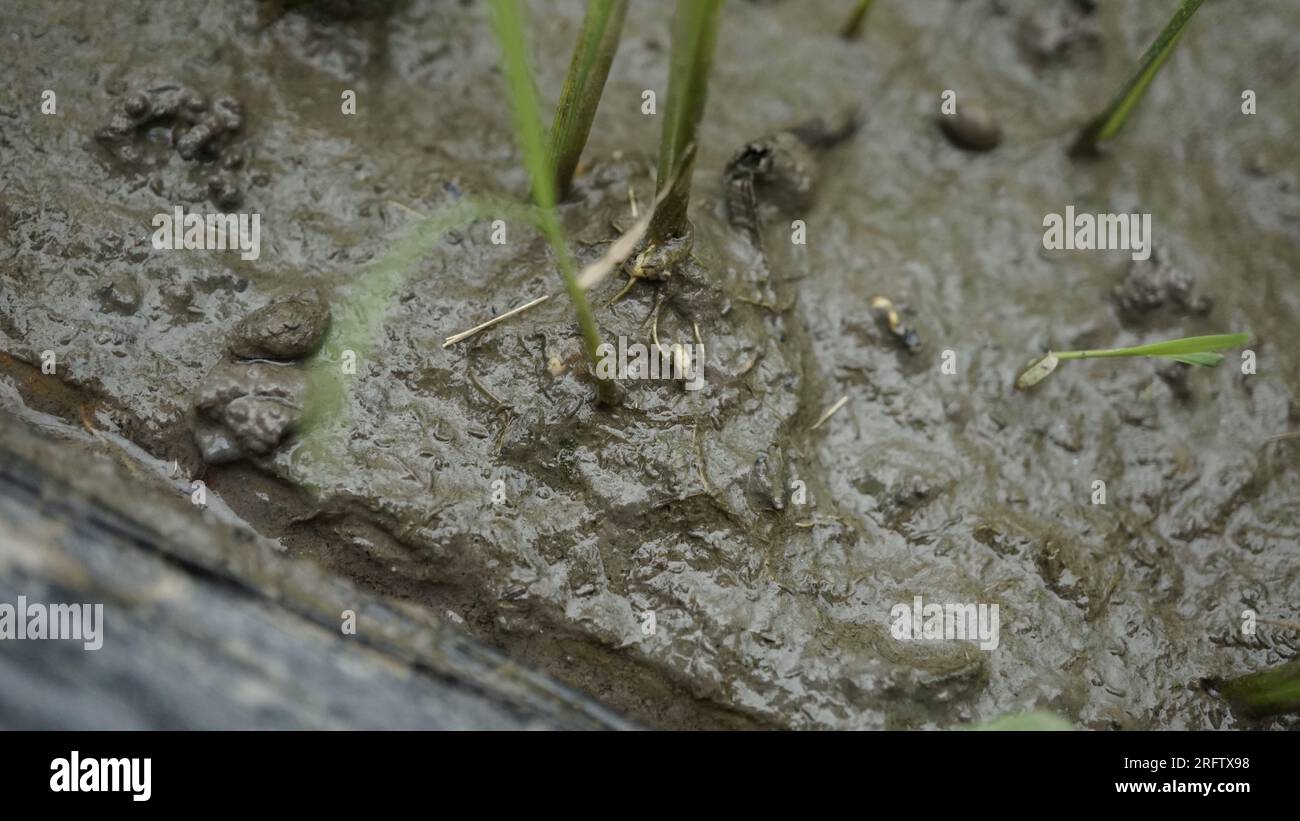 Rice Nematode Root Knot Stock Photo - Alamy