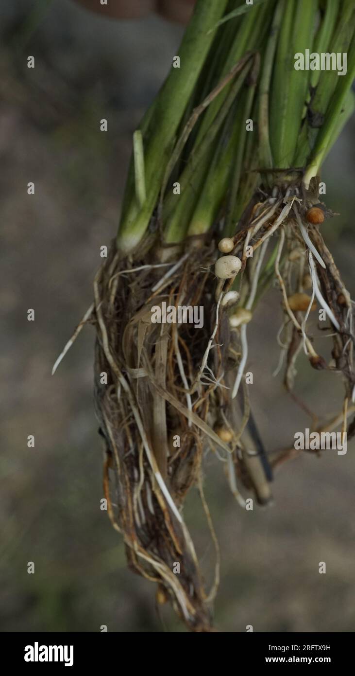 Rice Nematode Root Knot Stock Photo - Alamy