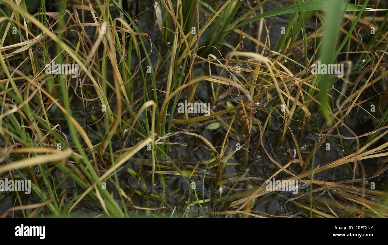 Rice Herbicide Weed symptoms Stock Photo - Alamy