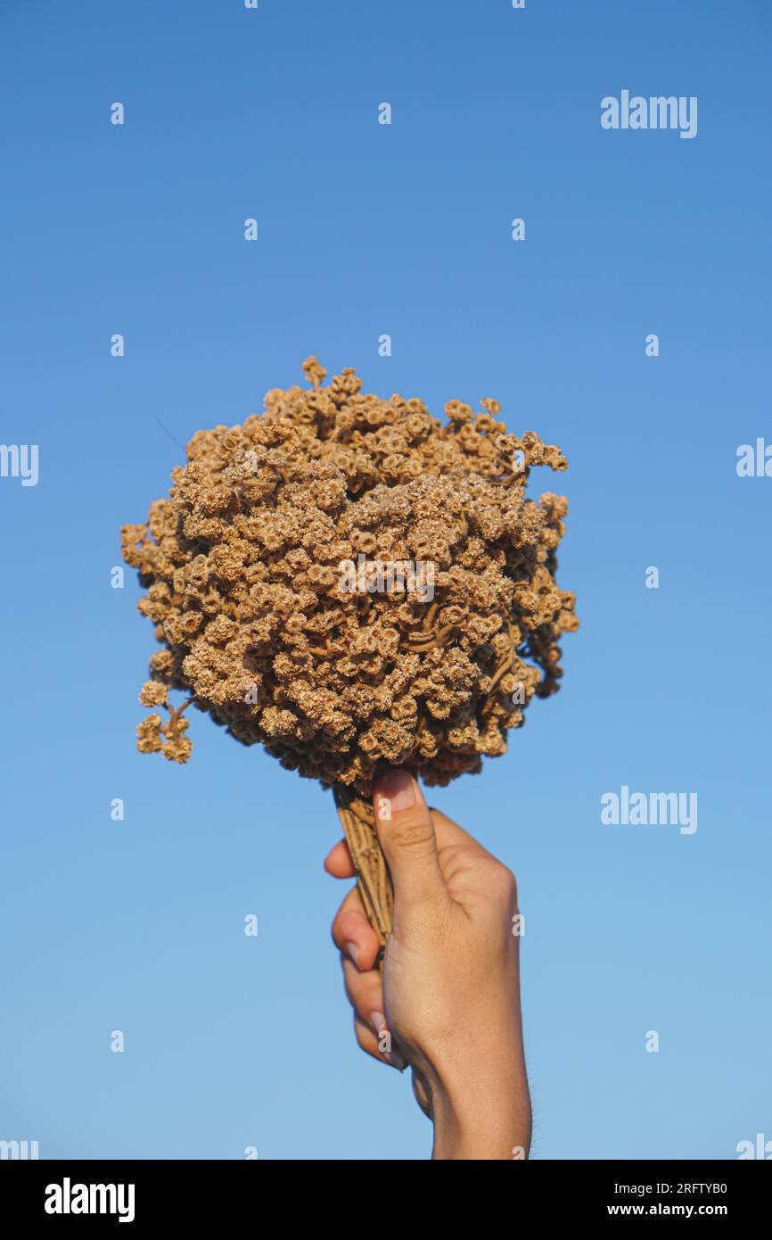 Close-up details of dry Edelweiss flower or Eontopodium alpinum and ...