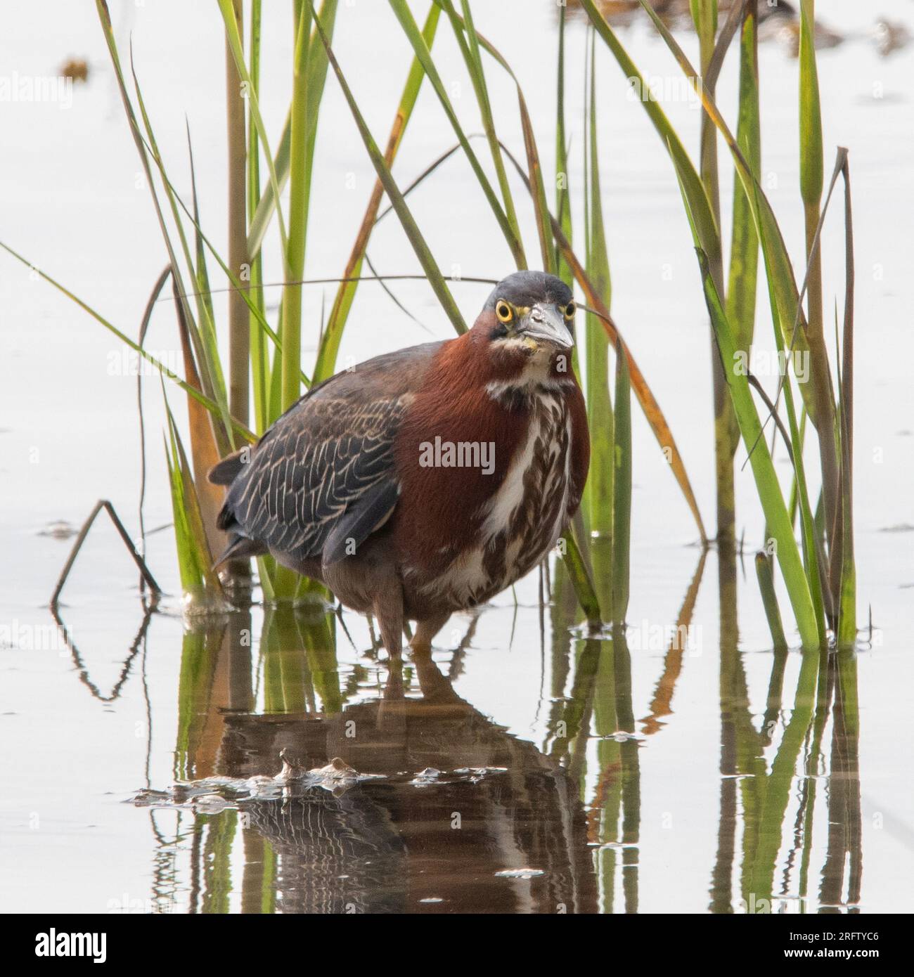 Migratoty birds hi-res stock photography and images - Alamy