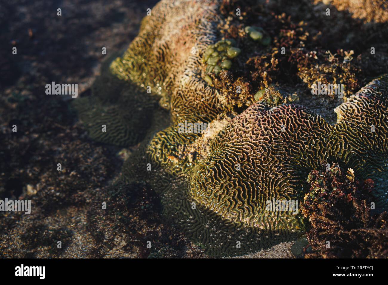 Beautiful coral on the beach Stock Photo - Alamy