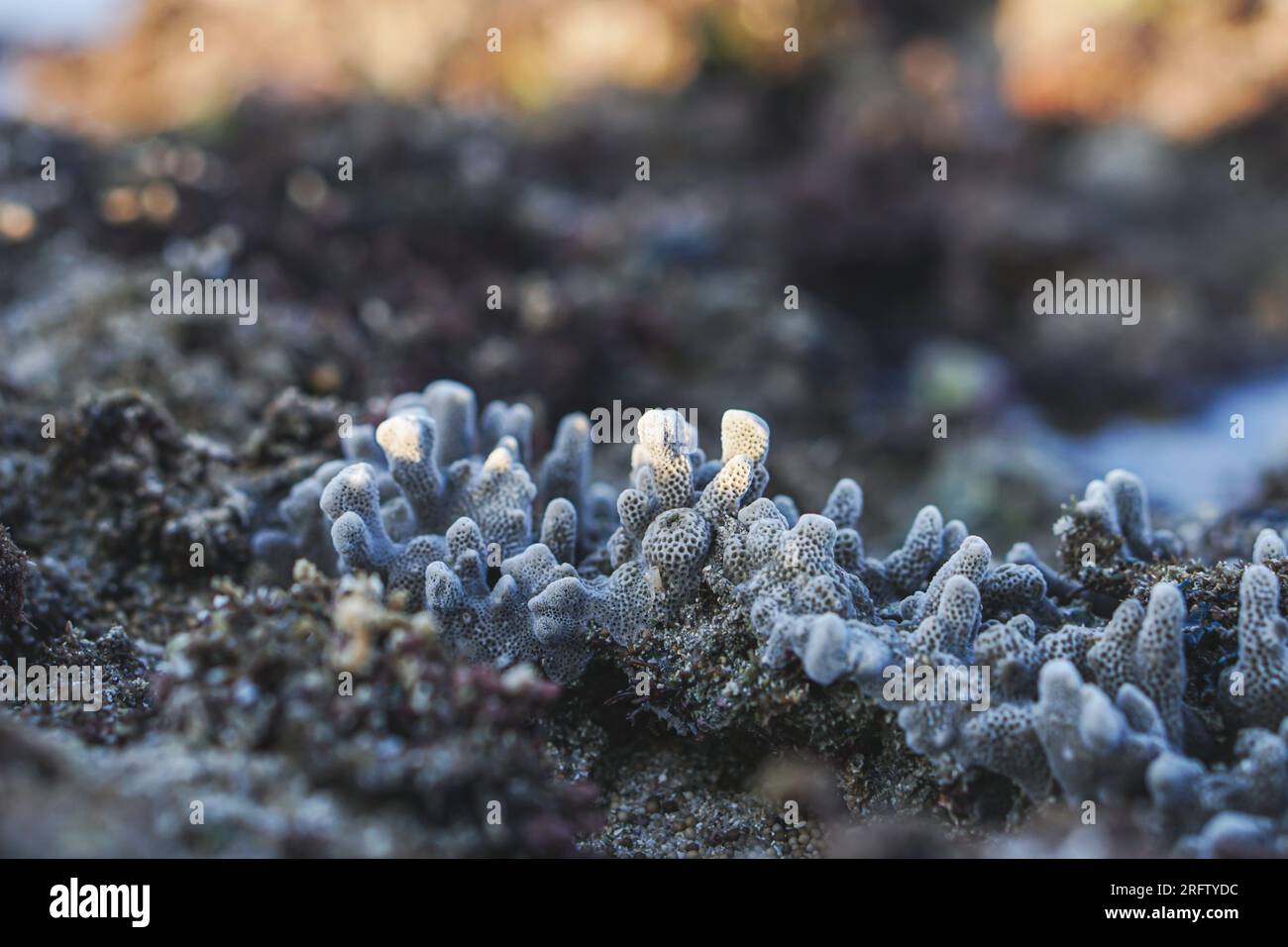 Beautiful colorful coral reefs on hi-res stock photography and images ...