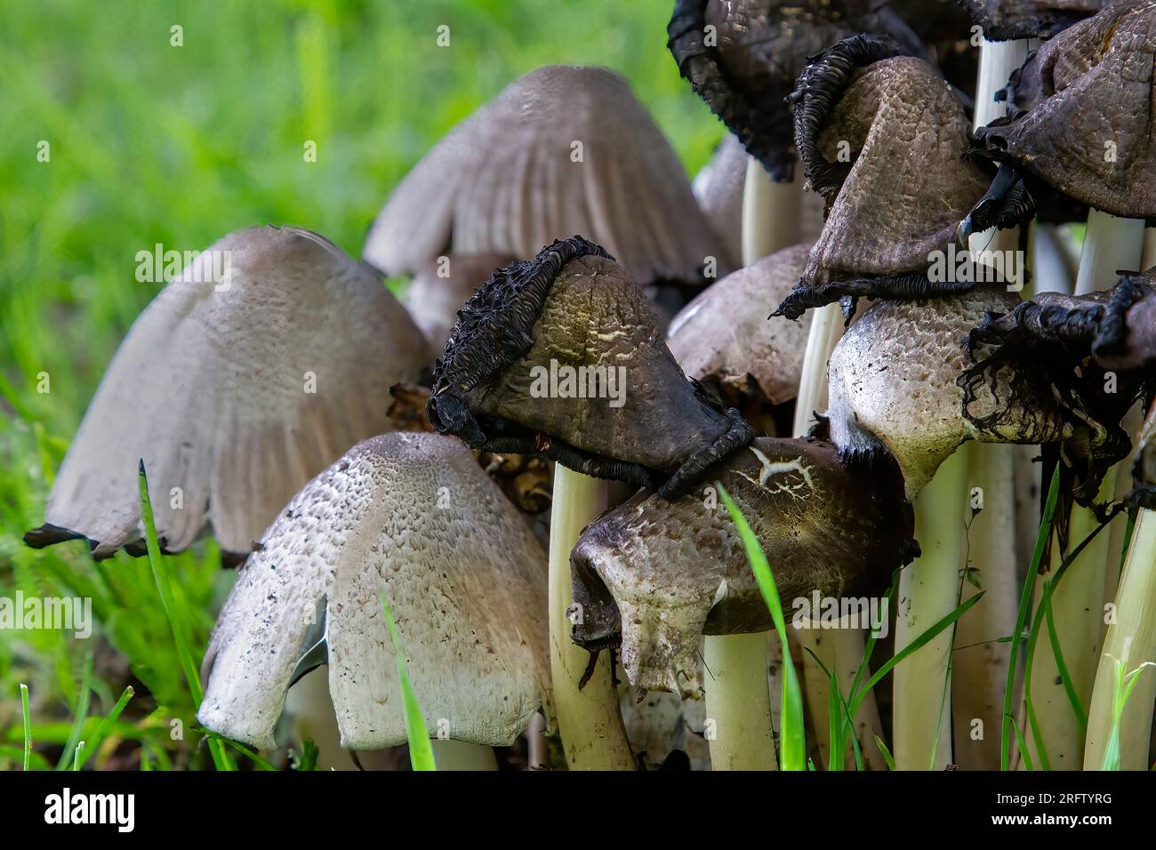inedible wild mushrooms Stock Photo - Alamy