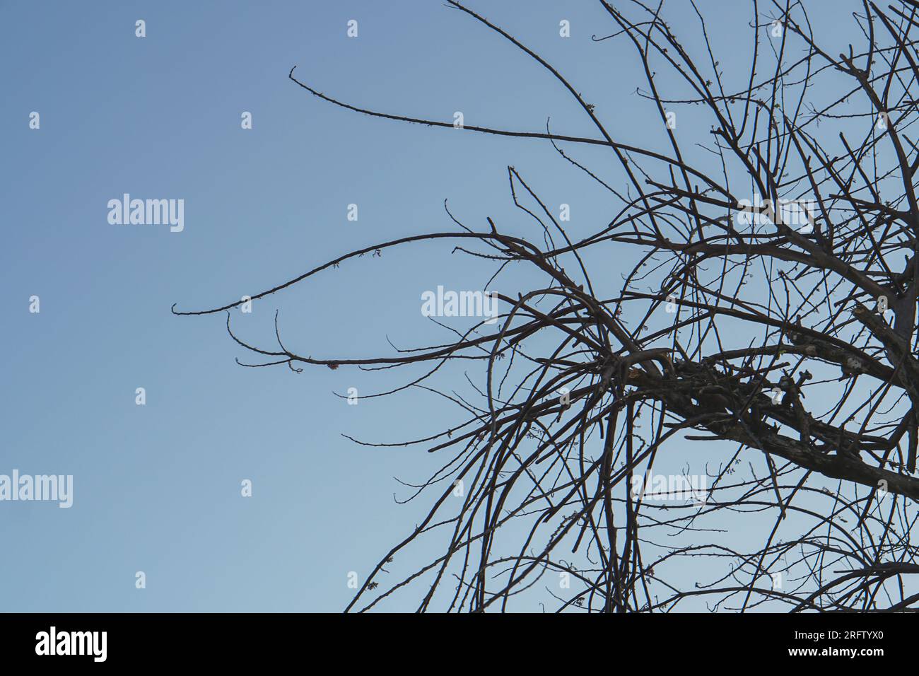 under the tree background concept Stock Photo - Alamy