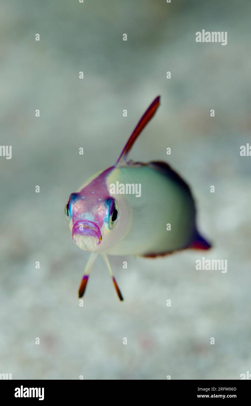Nyata hi-res stock photography and images - Alamy