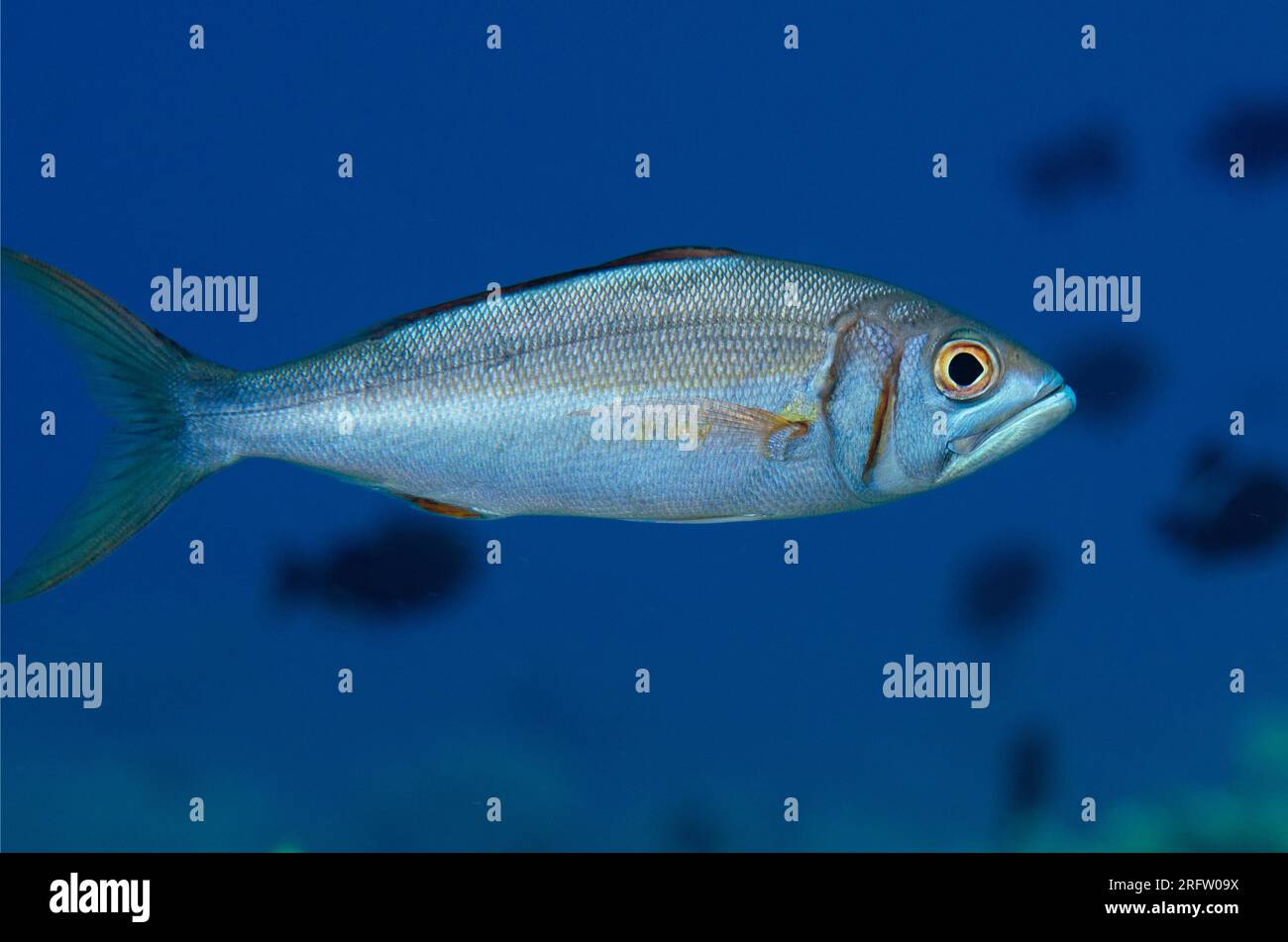 Fork tailed snapper hi-res stock photography and images - Alamy