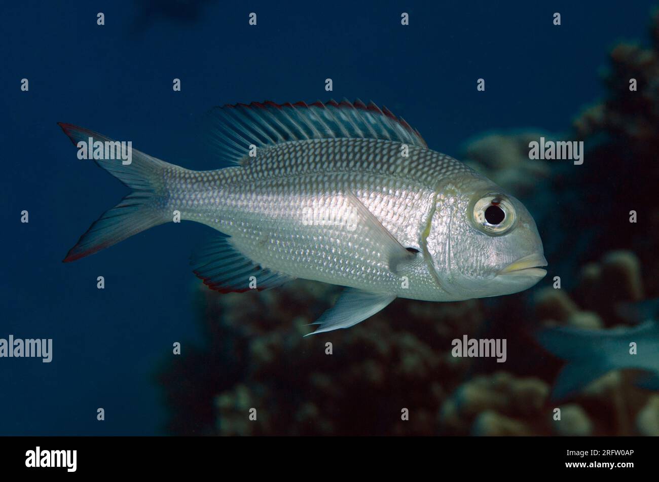 Humpnose Bigeye Bream, Monotaxis grandoculis, Nyata North Wall dive ...