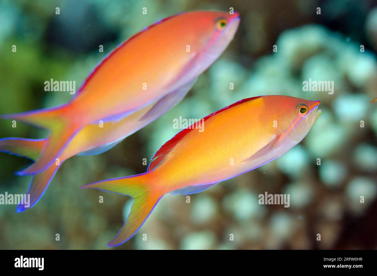 Sermata tropical hi-res stock photography and images - Alamy