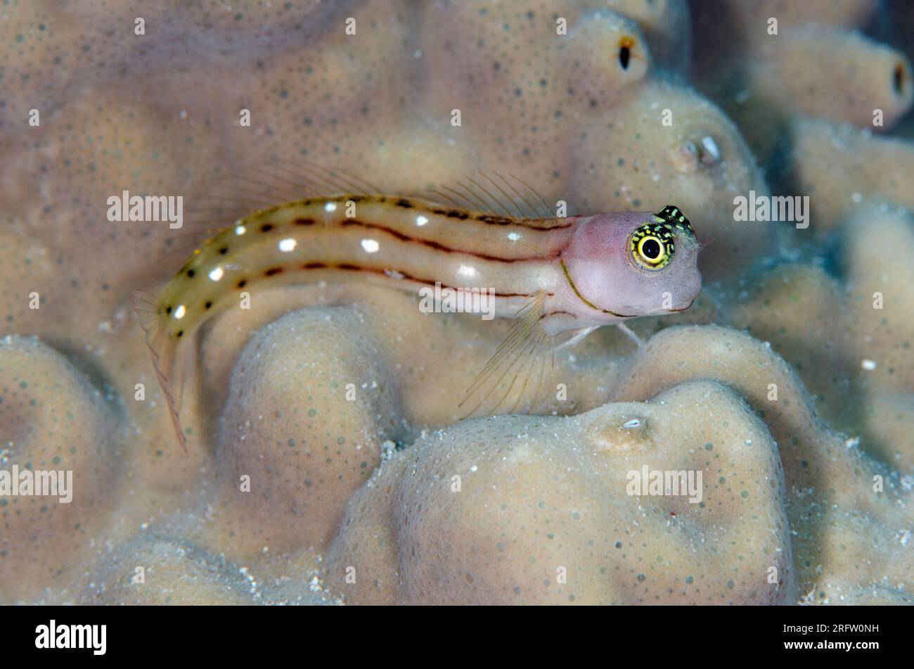 Three-lined Blenny, Ecsenius trilineatus, Muara Channel dive site ...