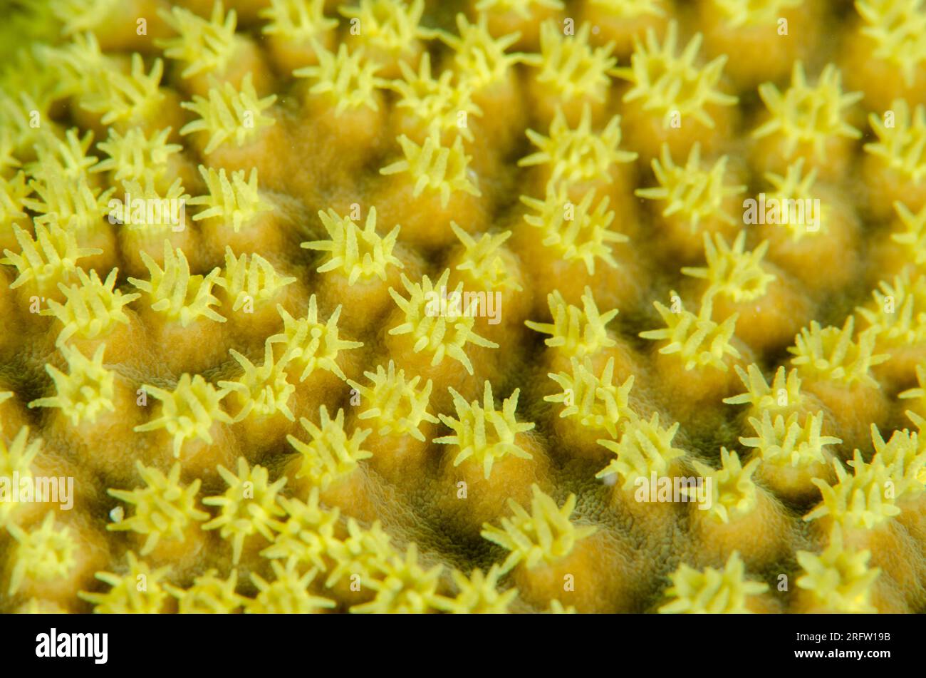 Hard Corals, Scleractinia Order, polyps, Beacon Wall dive site, Nyata ...