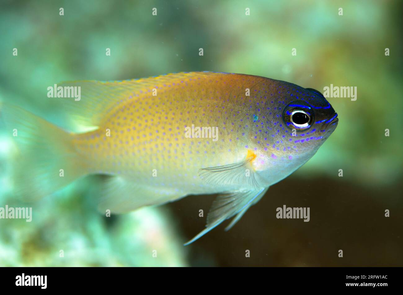 King Demoiselle, Chrysiptera rex, Beacon Slope dive site, Nyata Island ...