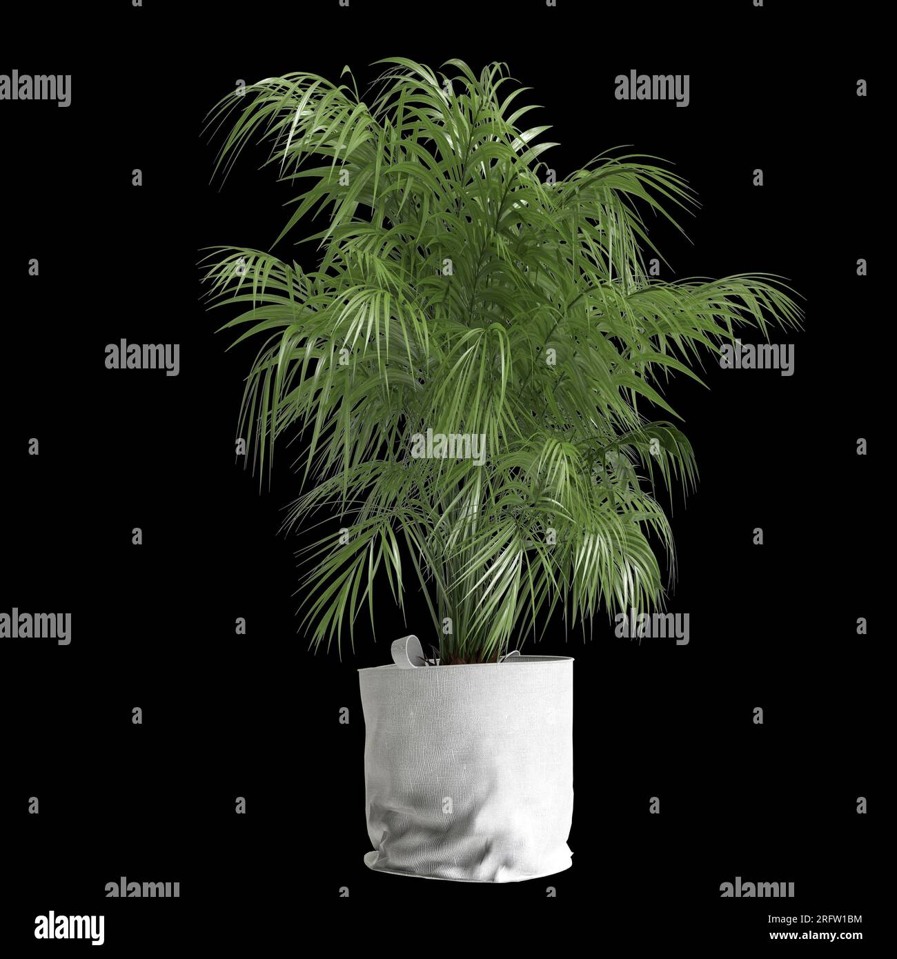 3d illustration of houseplants isolated on black background Stock Photo ...