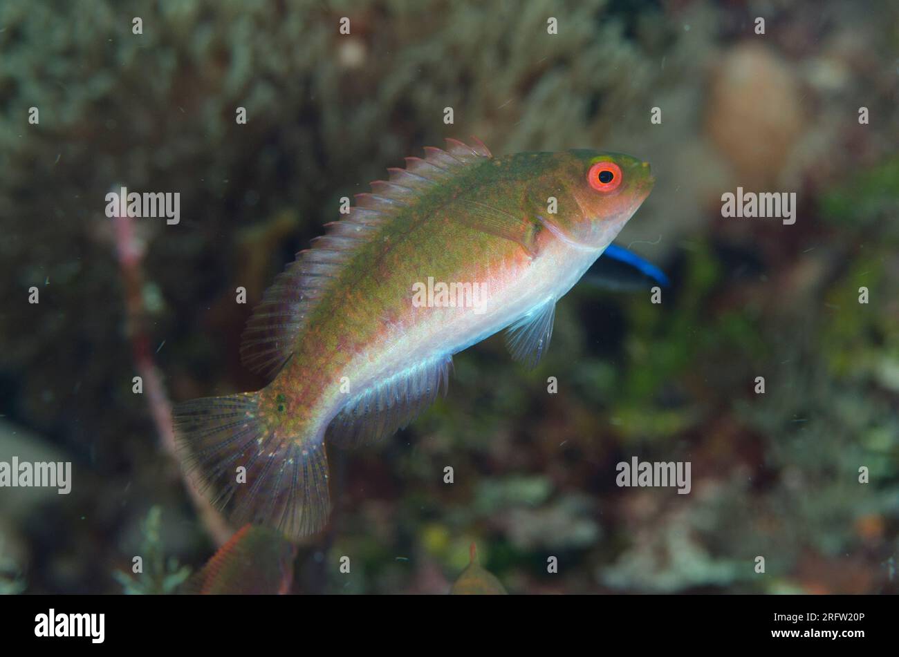 Ryuku Fairy-Wrasse, Cirrhilabrus ryukyuensis, Fault Line dive site ...
