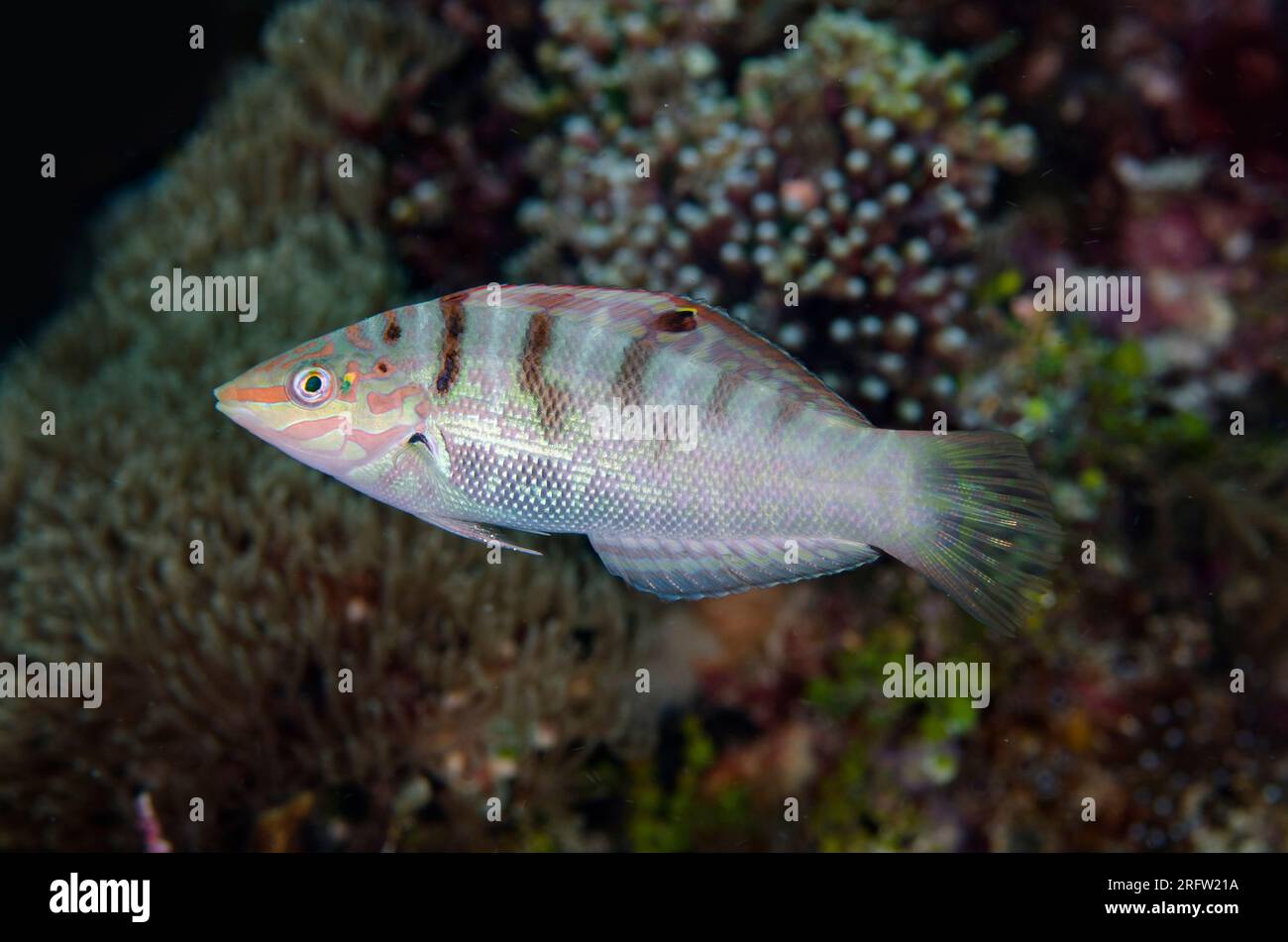 Batu Coris, Coris batuensis, Fault Line dive site, Alor, Indonesia ...