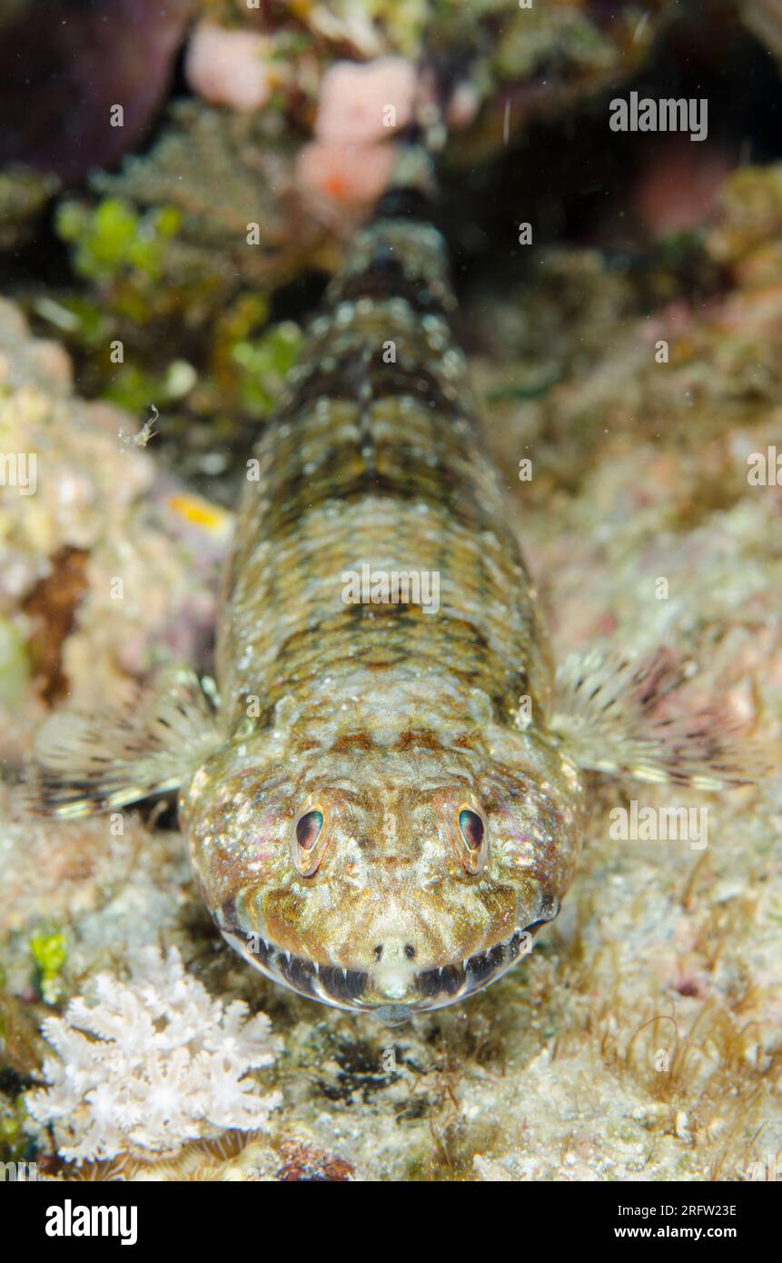 Reef Lizardfish, Synodus variegatus, Coral Clif dive site, Alor ...
