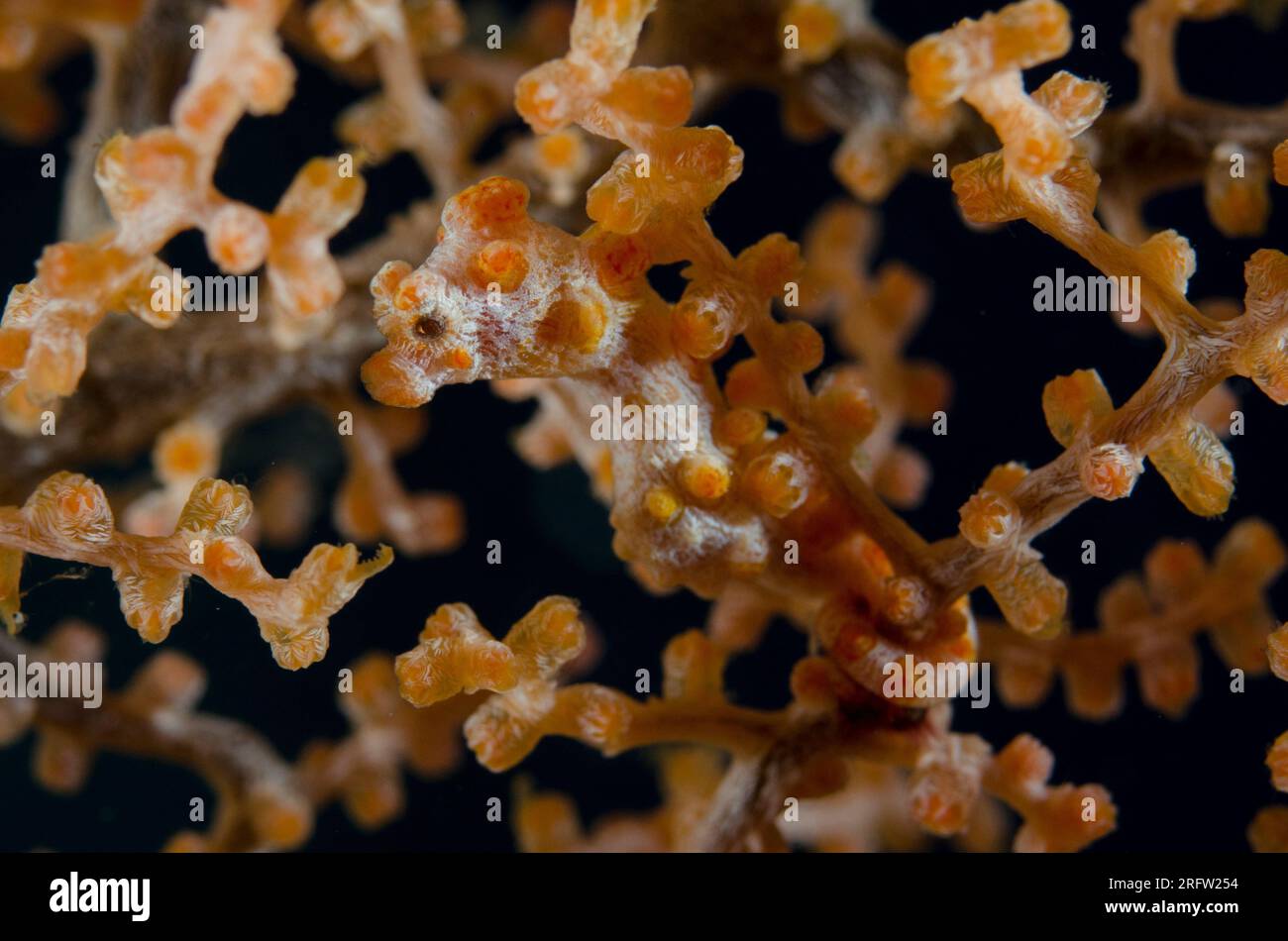 Pygmy Seahorse , Hippocampus bargibanti, in Sea Fan, Subergorgiidae ...