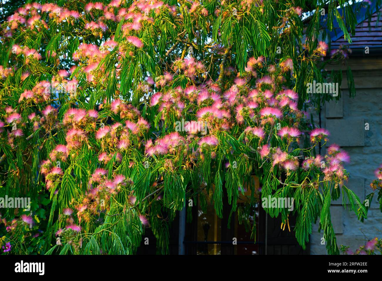 Pink blossom of Persian silk trees Albizia julibrissin in summer Stock ...