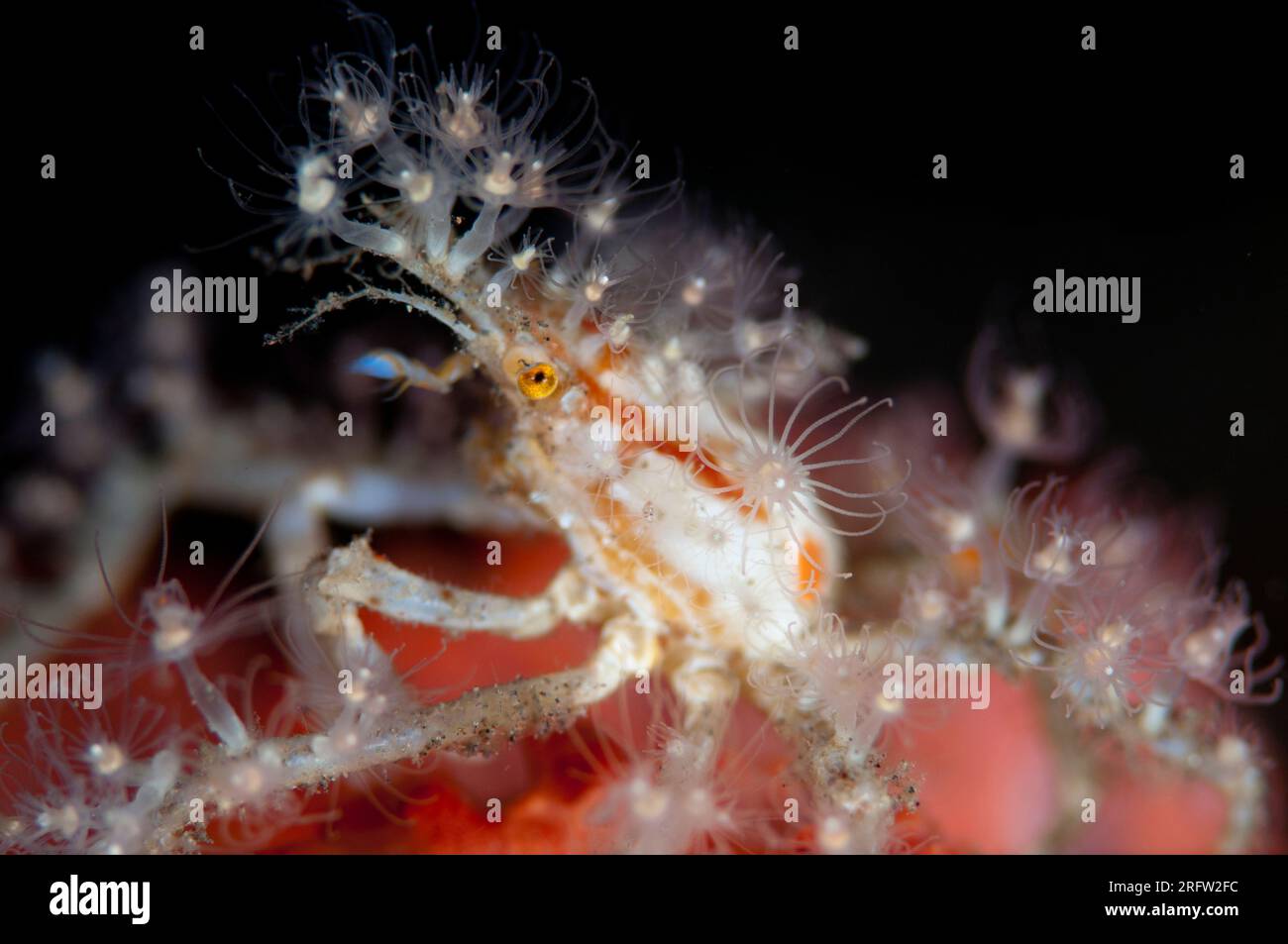 Spider Crab, Inachidae Family, covered in stinging Hydrozoa, Hydrozoa ...